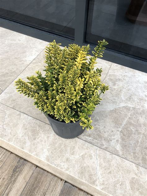 Euonymus Pulchellus ‘aureavarigatus Plants Garden Clt