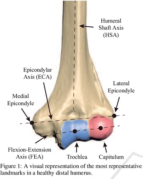 Distal Humerus Anatomy