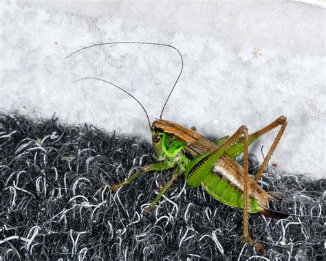 Grasshopper Close Up Insect Free Photo On Pixabay Pixabay