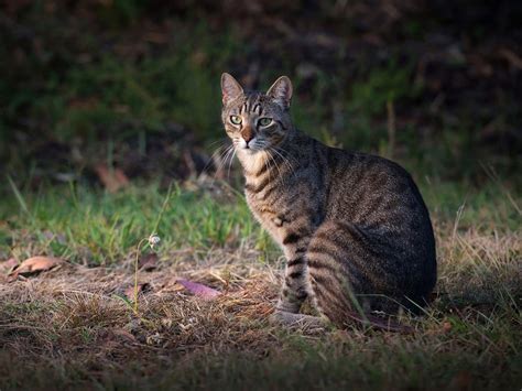 Wallpaper Gray Cat Grass Standing 1920x1440 Picture Image