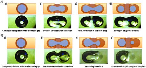 Schematic Representation And Snapshots Of Different Stages Of Compound