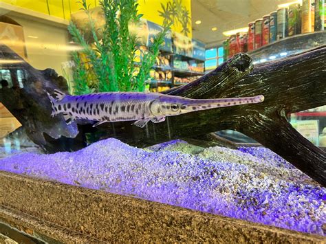 Holographic Squeezy Noodle Rproperanimalnames