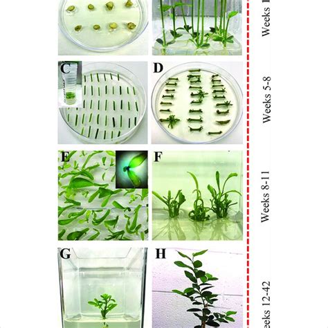 List Of Media Used For Agrobacterium Based Citrus Transformation