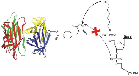 Molecules Free Full Text Selective Covalent Conjugation Of