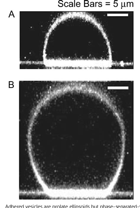 Figure 1 From Specific Adhesion Of Membranes Simultaneously Supports
