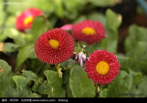 花卉 红色菊花高清图片下载 红动中国
