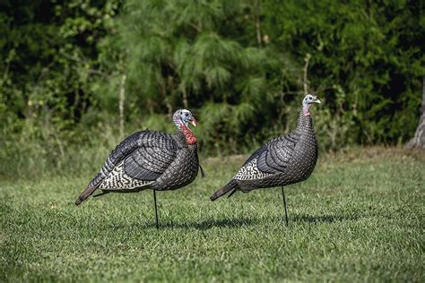 Hunter Specialties Strut Lite Jake And Feeding Hen Combo Decoys New