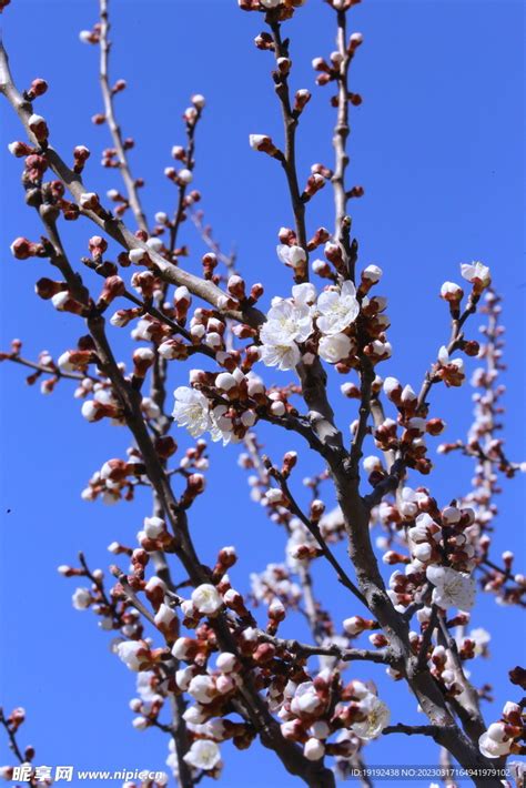 杏花摄影图花草生物世界摄影图库昵图网