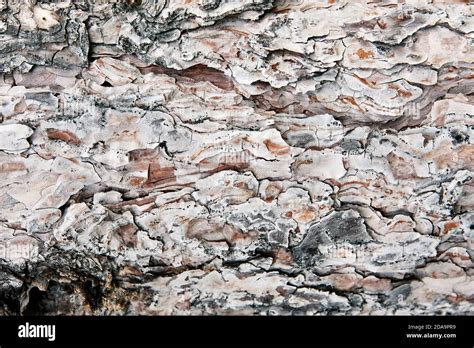 Pine Tree Trunk Texture Background Or Backdrop With Copy Space Stock Photo Alamy