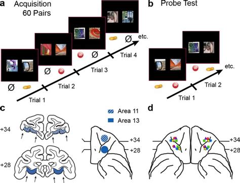 Figures And Data In Specialized Areas For Value Updating And Goal Selection In The Primate