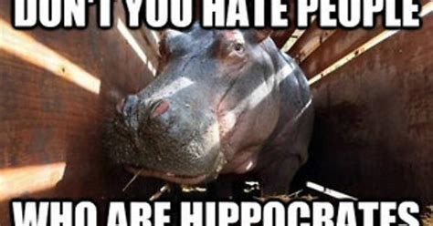 I Hate Hippo Crates Imgur