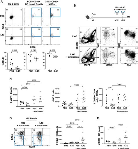 Interleukin 4 Downregulates Transcription Factor Bcl6 To Promote Memory