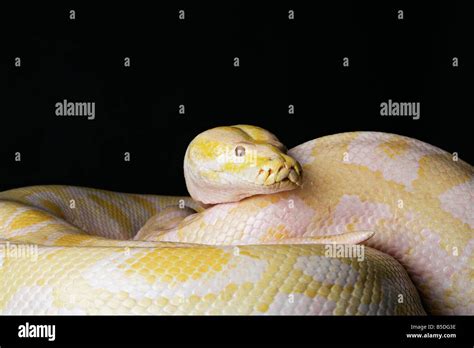 Male Albino Burmese Python