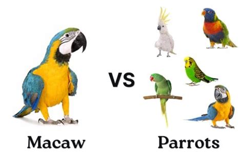Swan Vs Goose Whats The Difference
