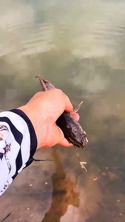 🐟🐟🐟🐟 Youtube