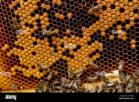 Apiculture Beekeeping Beekeeper Works With Bees Near Hives Taking Out