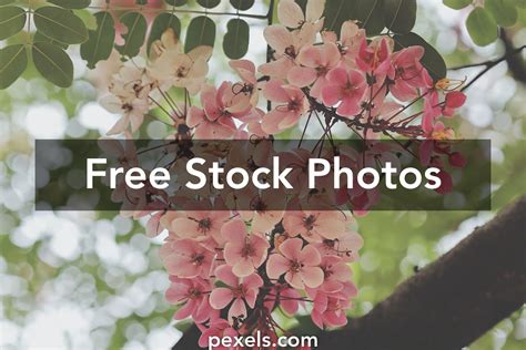 Cassia Javanica Photos Download The Best Free Cassia Javanica Stock