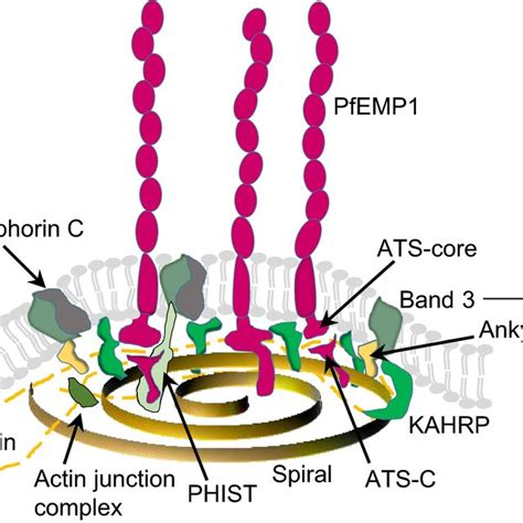 Var Genes And Pfemp1 Structure A Modeled Structure Of Pfd1235w