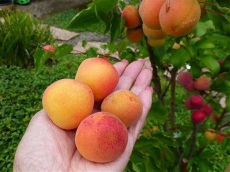 How To Grow 4 Types Of Fruit On The Same Tree Dengarden