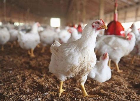 Big Drop In Chicken Prices In Lahore Other Cities Pakistan Observer