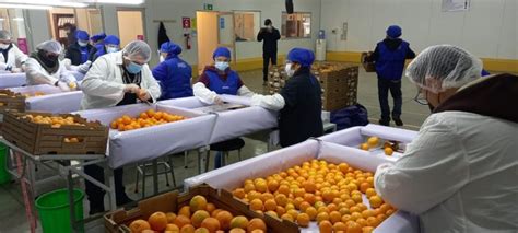 Sitio De Inspección Fitosanitaria De Coquimbo Inicia Operación Con