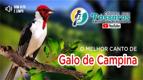 Canto De Galo Campina Selvagem Retoedu