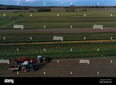 Recolte De Dahlias Dans Les Champs De Earl Bords De Loire A Blaison