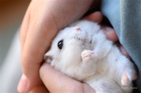 『物欲しげな表情』を浮かべるハムスター。そこで、キャベツをあげてみたらとってもご満悦な表情に胸キュン！！！ Buzzmag