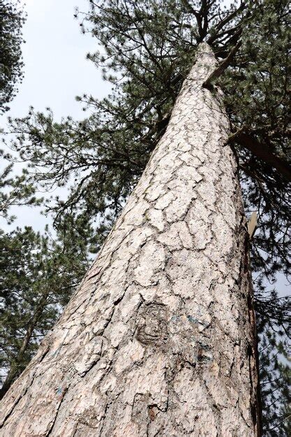 Premium Photo Pine Tree Trunk Perspective View From Below