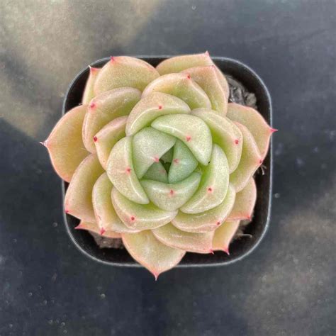 Echeveria Jelly Jenny China Wholesale Succulent Plants Factory