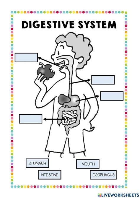 Digestive System Interactive Activity For 2 Digestive System Digestive System Worksheet