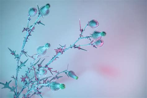 화려한 네온 빛에 아름 다운 꽃 우엉 미니멀리즘 레트로 스타일 컨셉 디자인배경 패턴 0명에 대한 스톡 사진 및 기타 이미지 0명 가시 건강관리와 의술 Istock