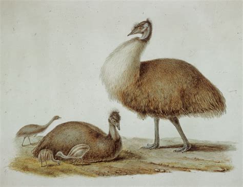 The Kangaroo Island Dwarf Emu A Species Of The Past