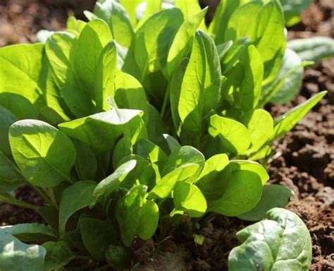 Methyl Sulfonyl Methane Msm Powder Packaging Type Packet Packaging Size 25kg At Rs 1000