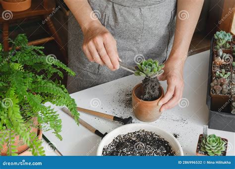 Houseplant Repotting Diy Gardening Activity For Adults Succulent Stock