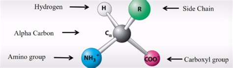 BMSC 200 Module 3 Flashcards Quizlet