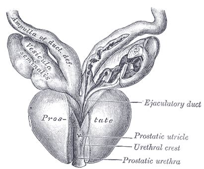 The Ejaculatory Ducts Human Anatomy