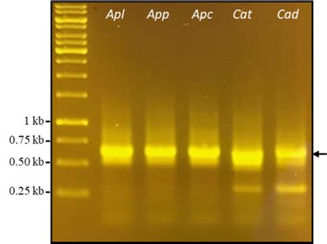 Reverse Transcription Polymerase Chain Reaction RT PCR Result Snake