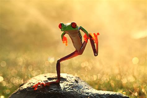 The Frog Unlocking The Symbolism And Cultural Significance Of An