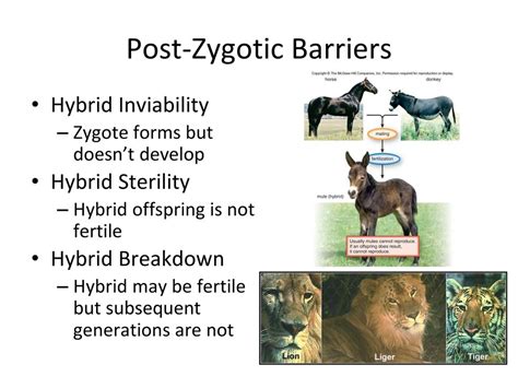 Macroevolution And Speciation Ppt Download