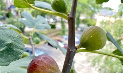 无花果的籽怎么种无花果籽种植方法讲解 花植网