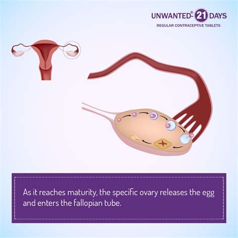 Pin De Unwanted21Days En Ovulation Process