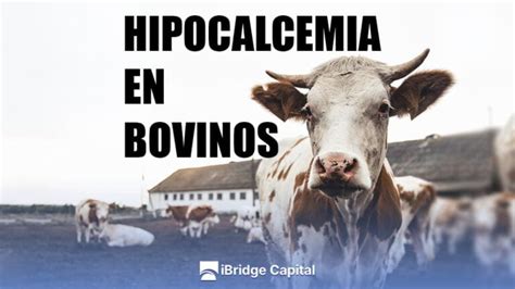 Hipocalcemia En Bovinos Causas Y Prevención Guía Completa iBridge