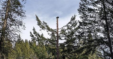 Starlink In A Tree Imgur
