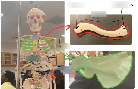 AP Lab Exam 3 Bones Diagram Quizlet