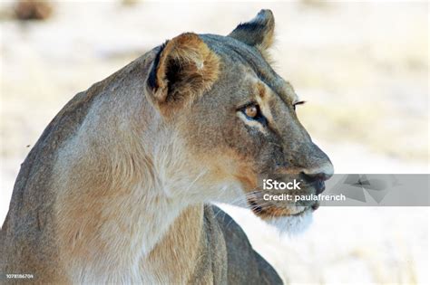 Hwange 국립 공원 짐바브웨에서 자연 일반 배경으로 야생 아프리카 라이오 네 스의 아름 다운 초상화 건조 기후에 대한 스톡