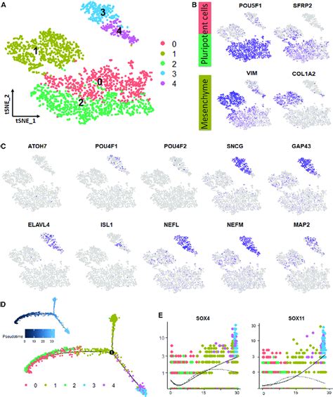 Single Cell Transcriptional Profiling Of Differentiated Cells A Tsne