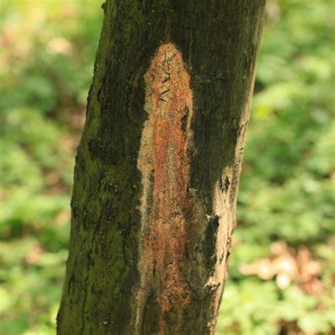 Cryptococcus Spp Orange Slime