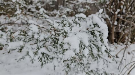 Juniper Covered In Snow Round The Cauldron