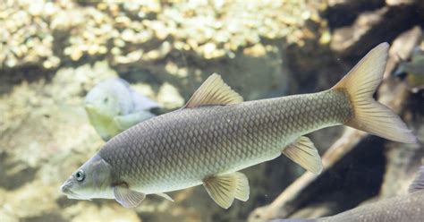 이 물고기 회 잘못 먹었다간 암까지 이유 뭘까